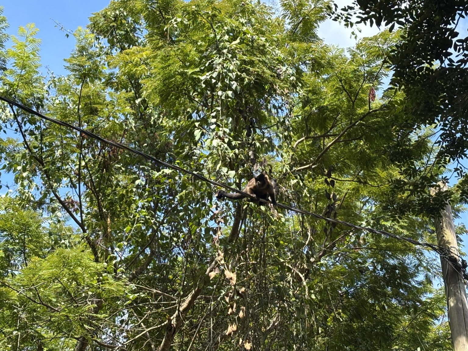 Parque Estadual do Rio Doce: guia completo da visita
